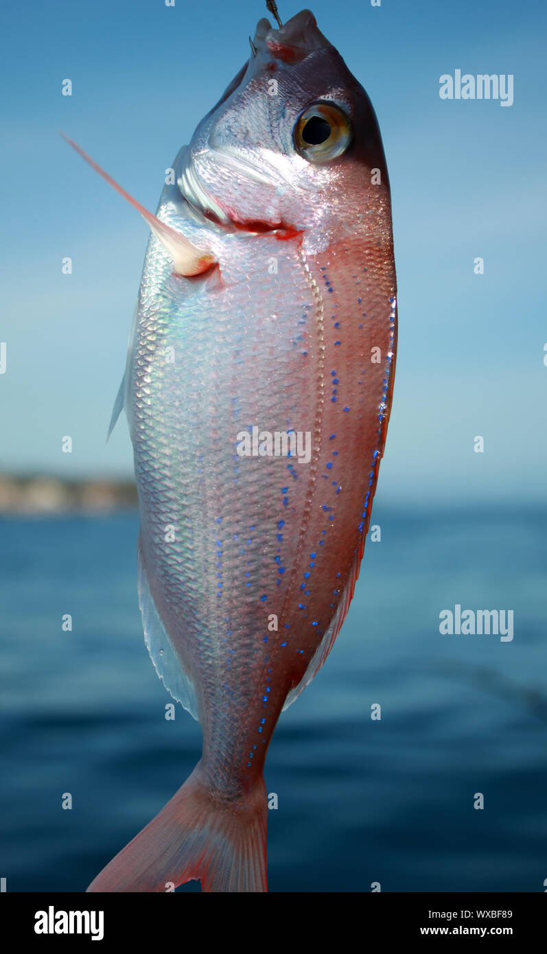 This is a photo of hooked fish with sea on the background Stock Photo ...