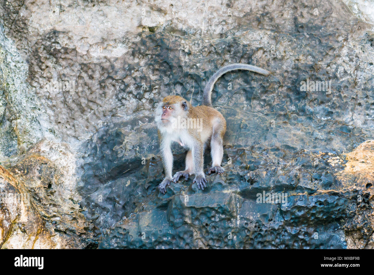 Wild monkey sitting on rock Stock Photo - Alamy