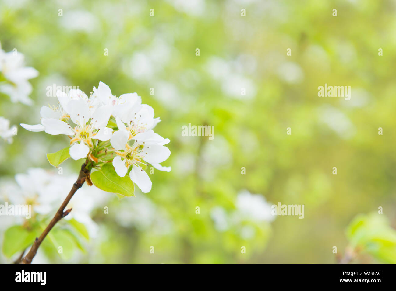 Pear tree in white flowers Stock Photo - Alamy