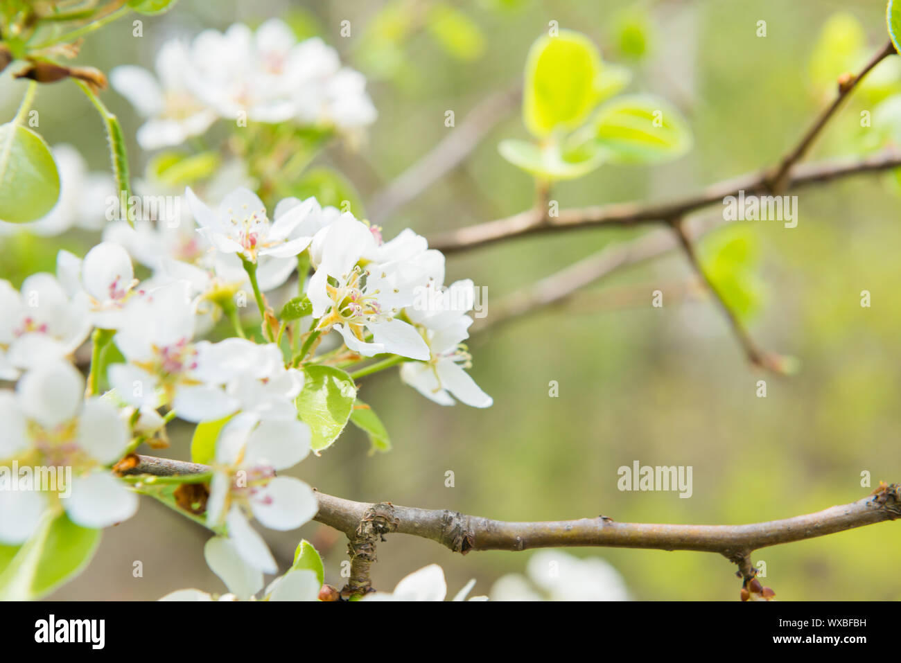 Pear tree garden hi-res stock photography and images - Alamy