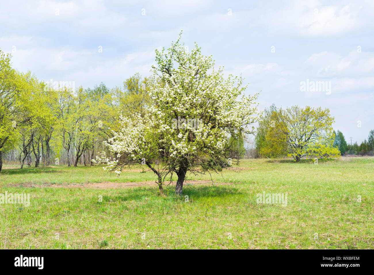 The wild pear tree hi-res stock photography and images - Alamy