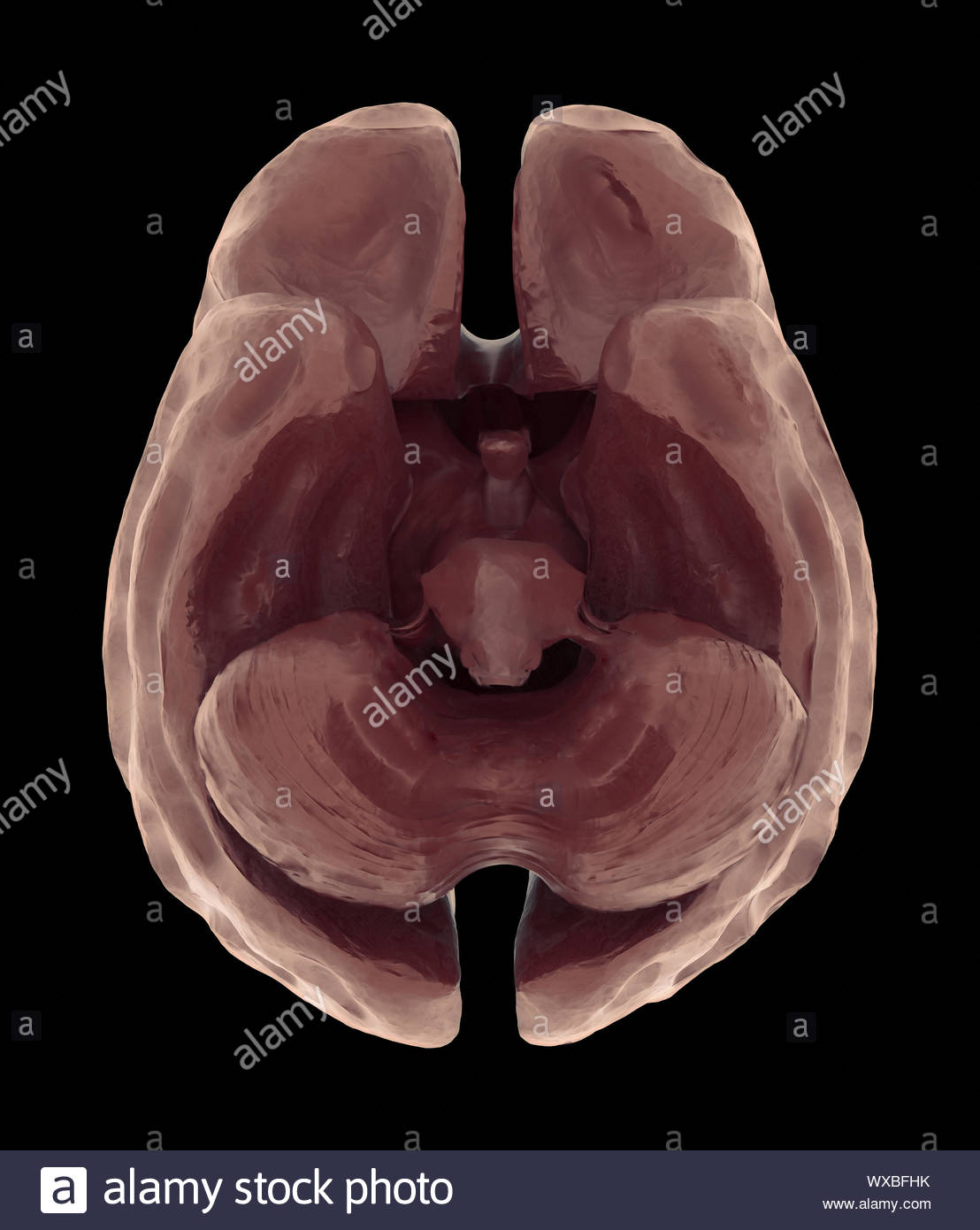 Cross Section Brain Stock Photos & Cross Section Brain Stock Images - Alamy