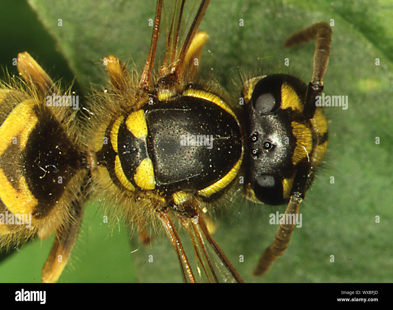 Common wasp head hi-res stock photography and images - Alamy