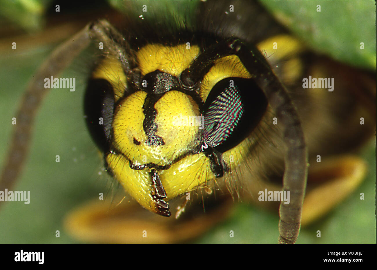 Common wasp head with compound eyes and antennae Stock Photo - Alamy