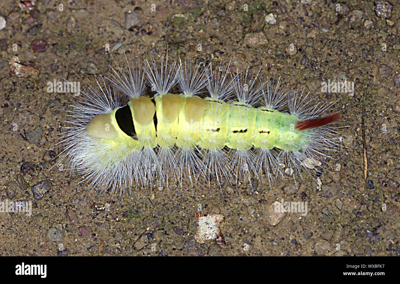 Redstart yellow caterpillar with white bristles Stock Photo - Alamy