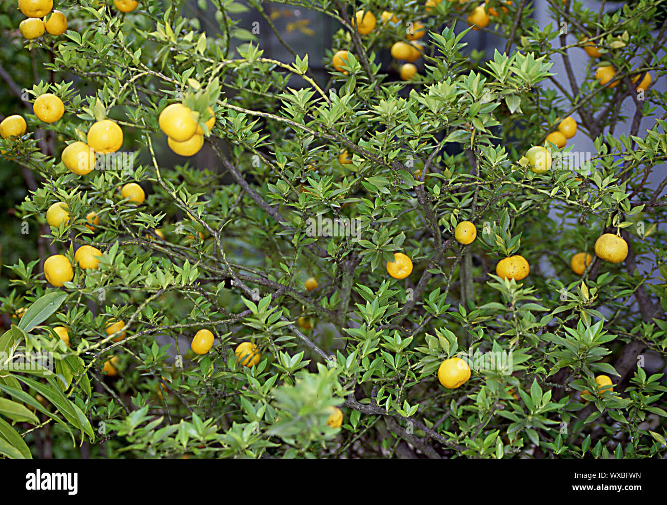 Citrus tree with ripe fruits Stock Photo - Alamy