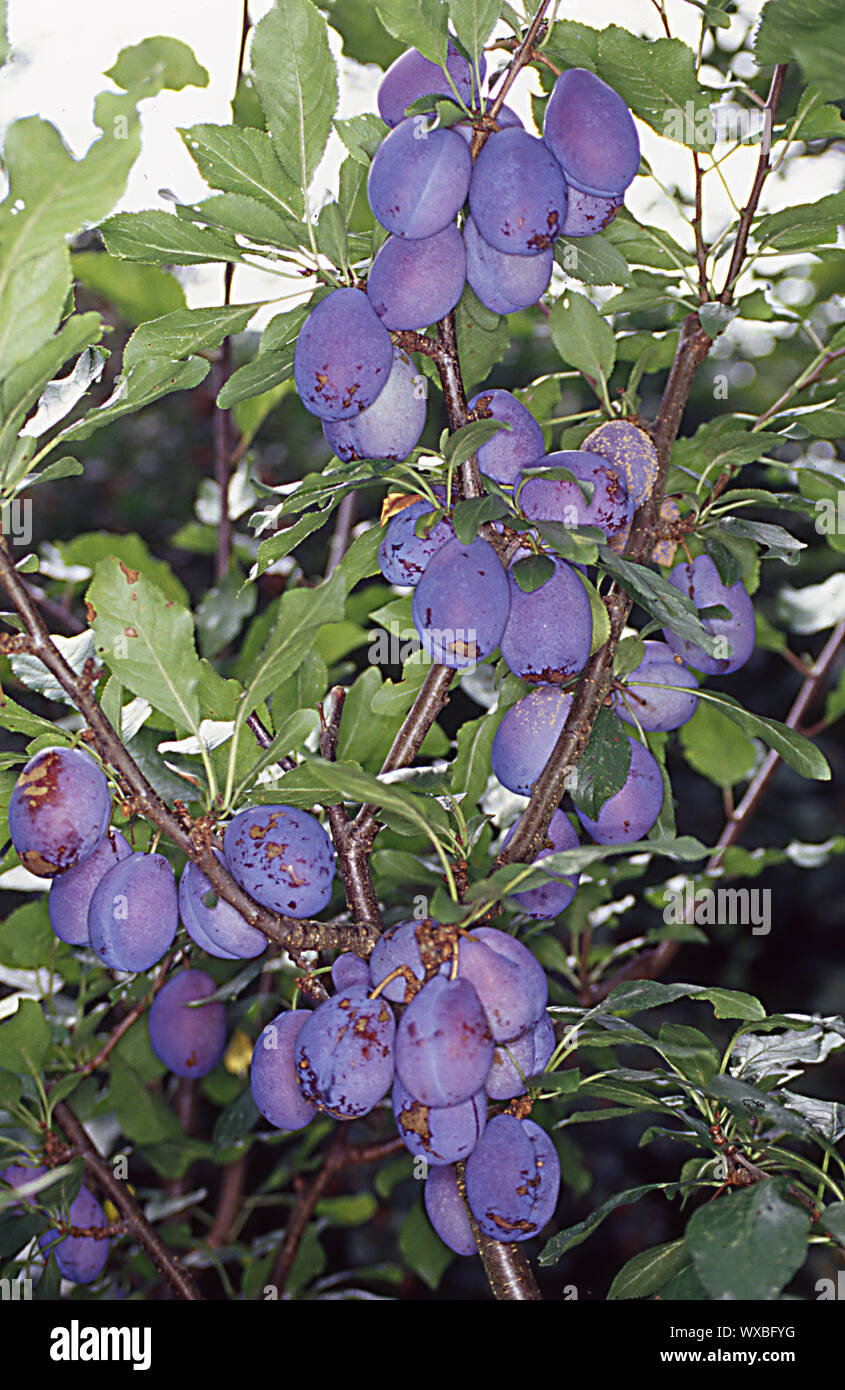 Plum tree autumn hi-res stock photography and images - Alamy