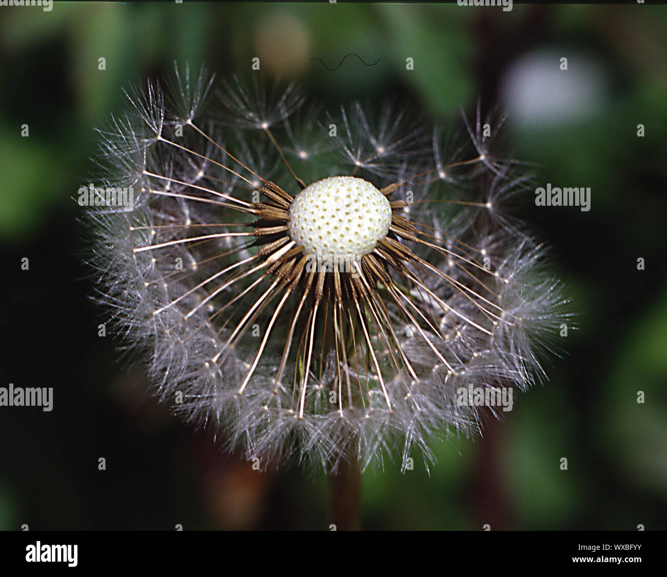 Dandelion Dandelion with flying seed Stock Photo - Alamy