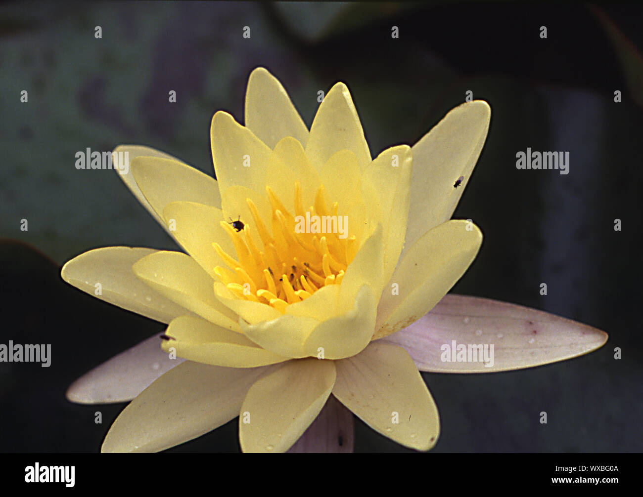 Yellow water lilies floating on pond Stock Photo - Alamy