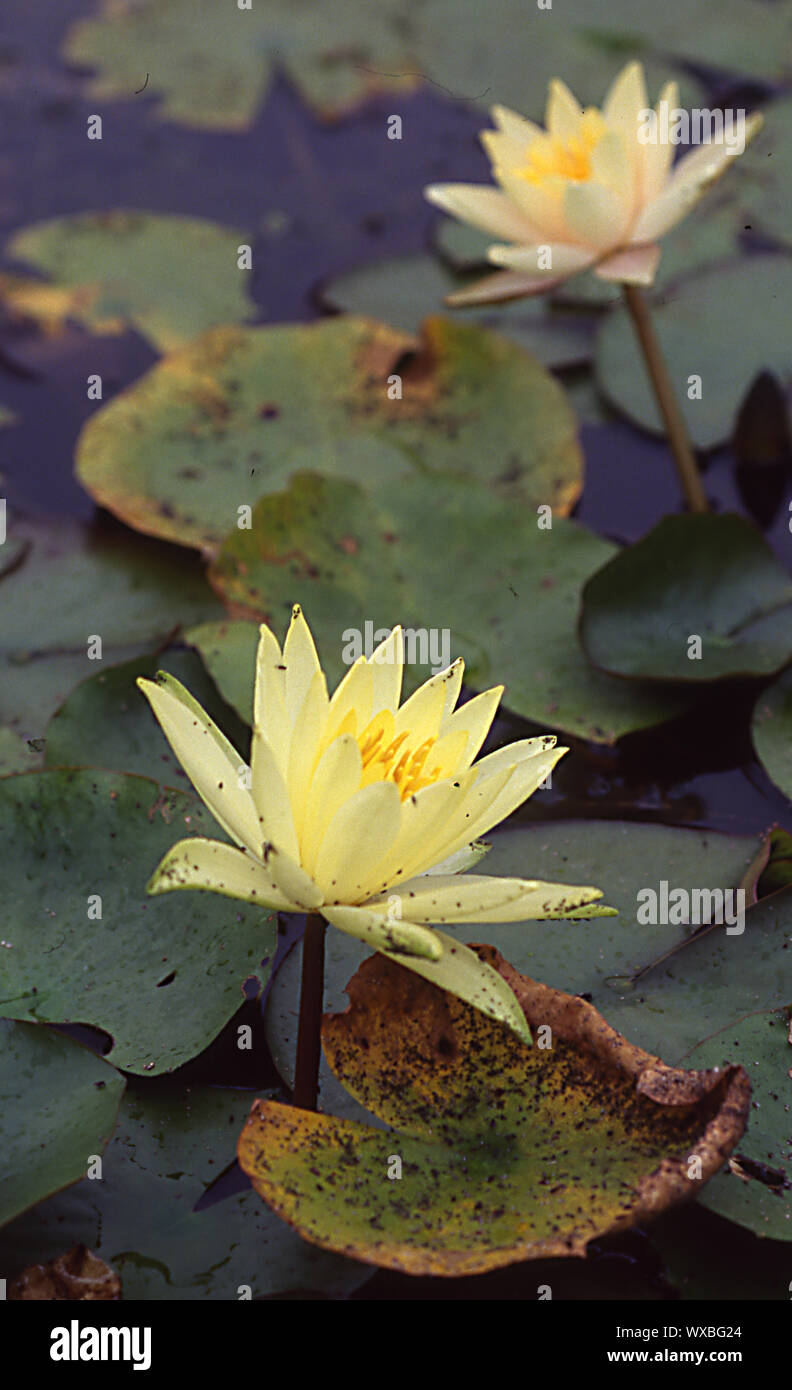 Yellow Water Lilies