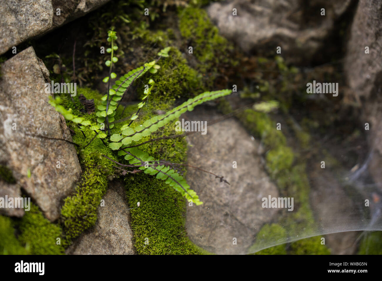 fern and moss macro on limestone Stock Photo - Alamy