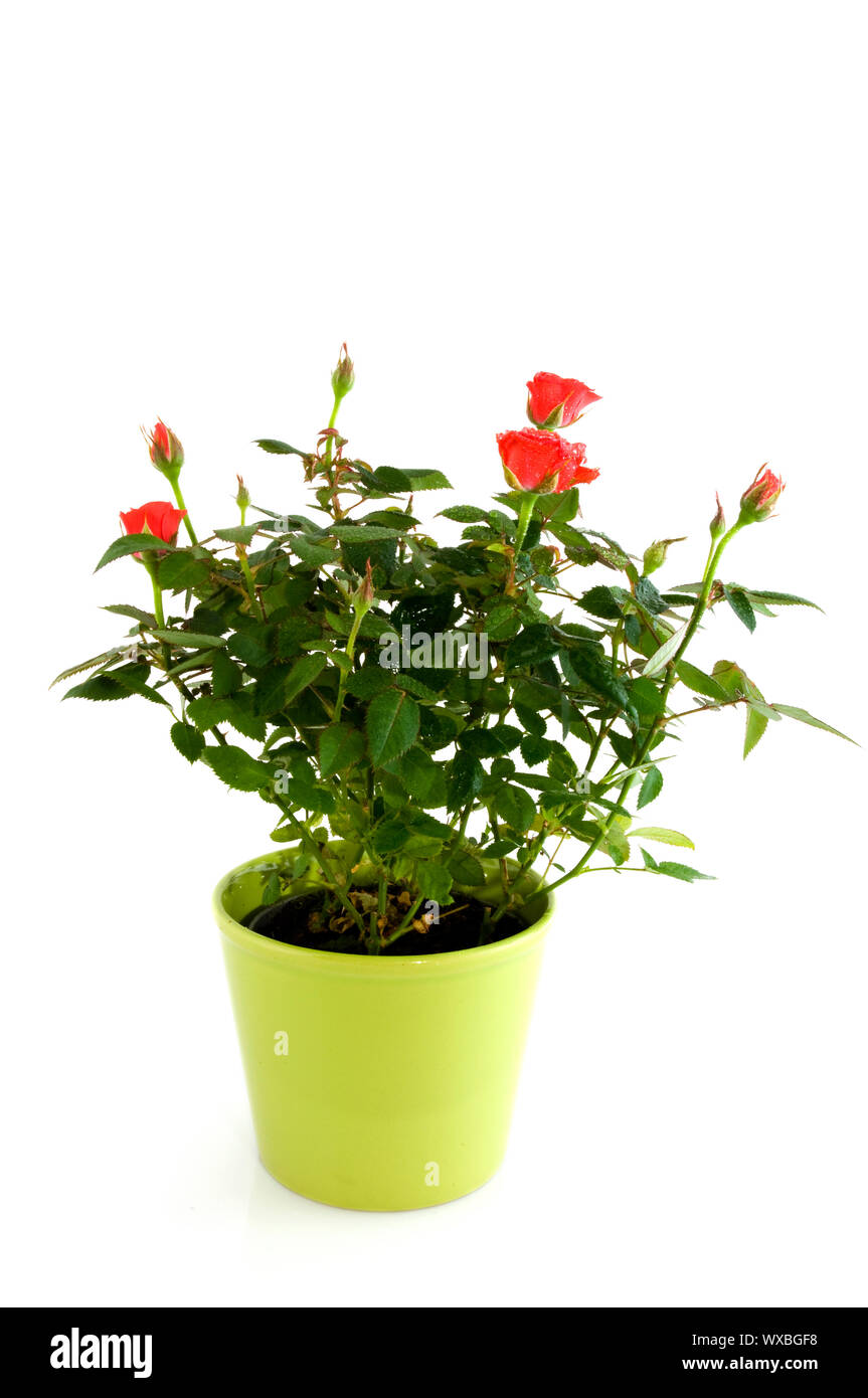 Green pot with red roses isolated over white Stock Photo - Alamy