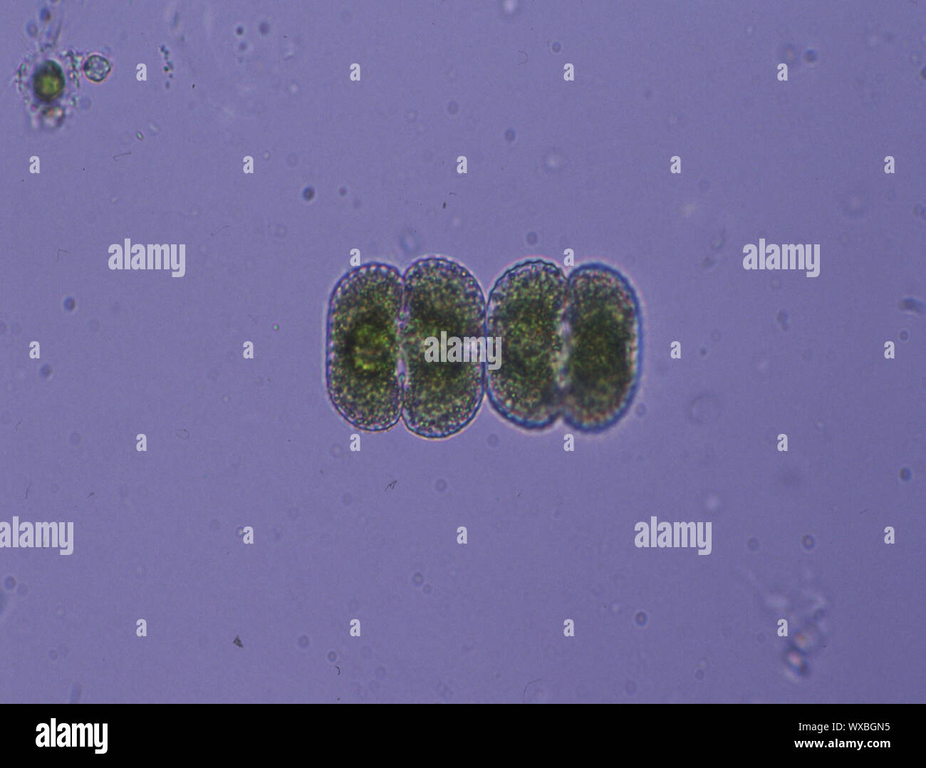 Green Algae Microscope Stock Photos & Green Algae Microscope Stock ...