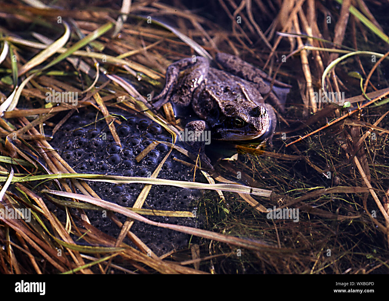 Frogs swimming in pond hi-res stock photography and images - Alamy