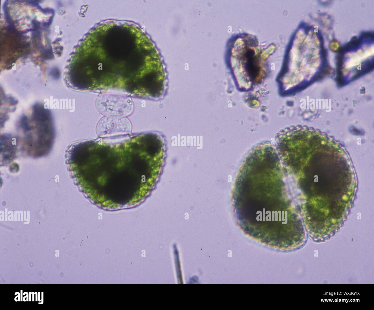 Ornamental algae in division under the microscope 100x Stock Photo - Alamy