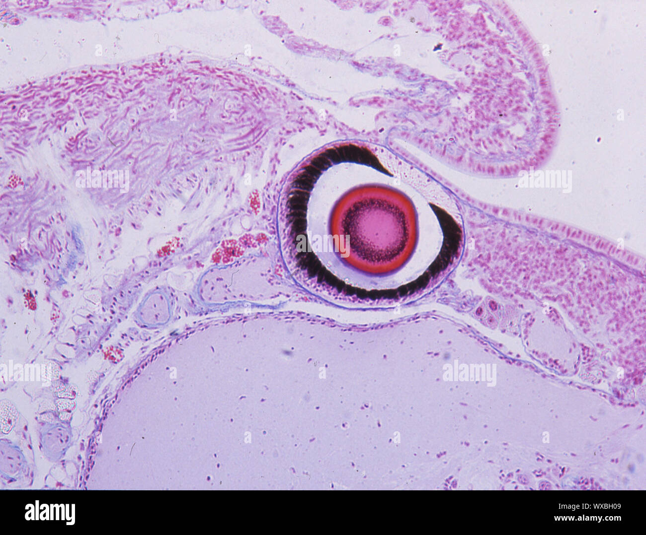 Feet eye of the snail under the microscope 100x Stock Photo - Alamy