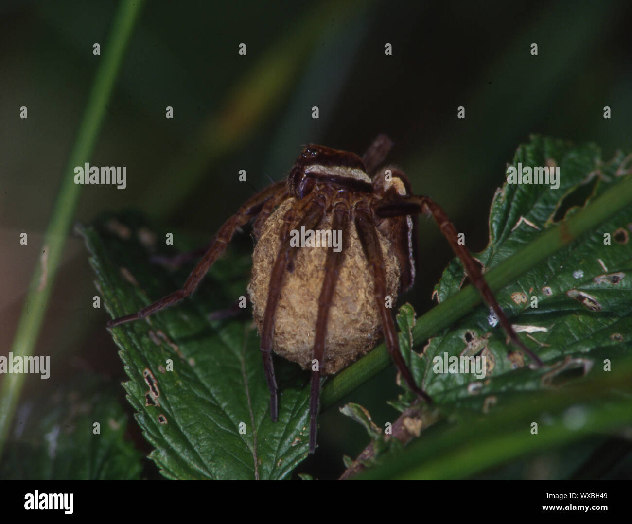 Hunting spider with egg cocoon on leaves Stock Photo - Alamy