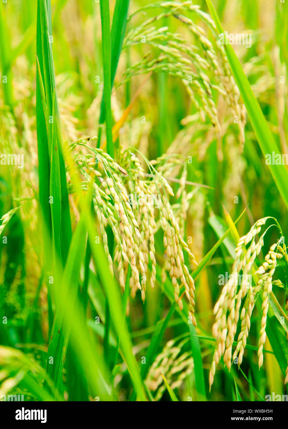 Ripening rice in a paddy field close up Stock Photo - Alamy
