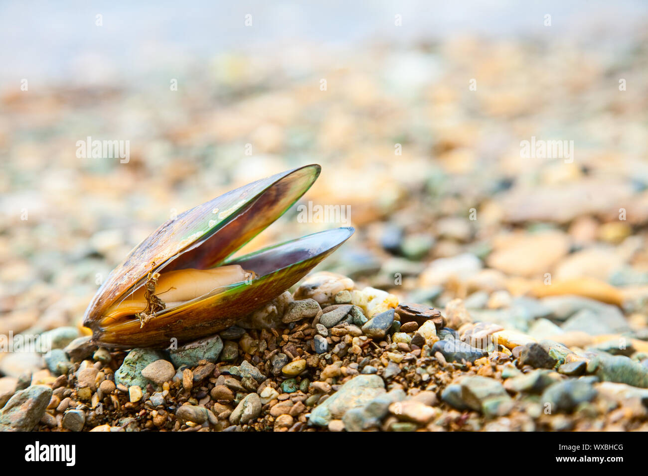 New greenshell mussel hi-res stock photography and images - Alamy