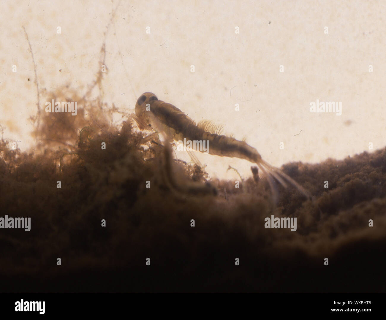 Soil insects hi-res stock photography and images - Alamy