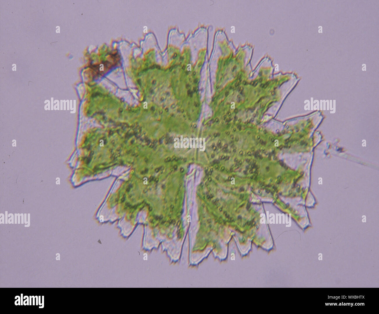 Ornamental alga Micrasterias in water drop 100x Stock Photo - Alamy