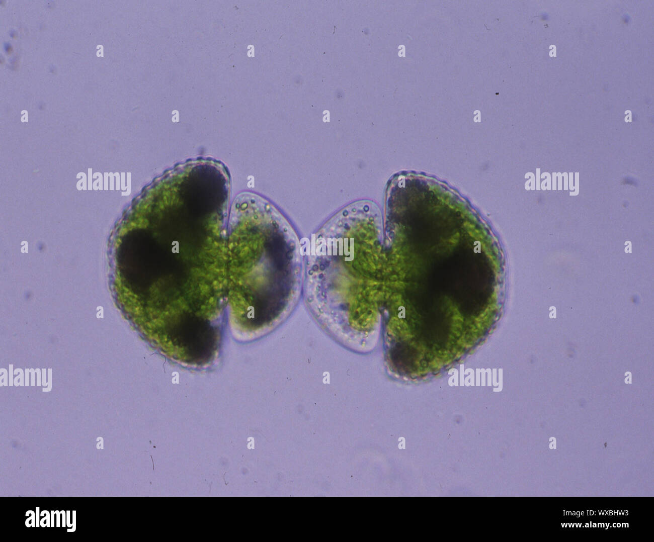 Ornamental algae in division under the microscope 100x Stock Photo - Alamy