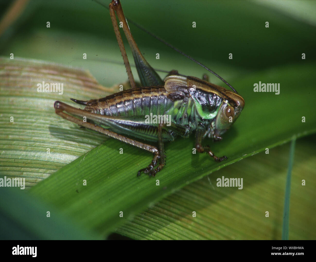 Grasshopper with long antennas and spring legs on blade of grass Stock ...