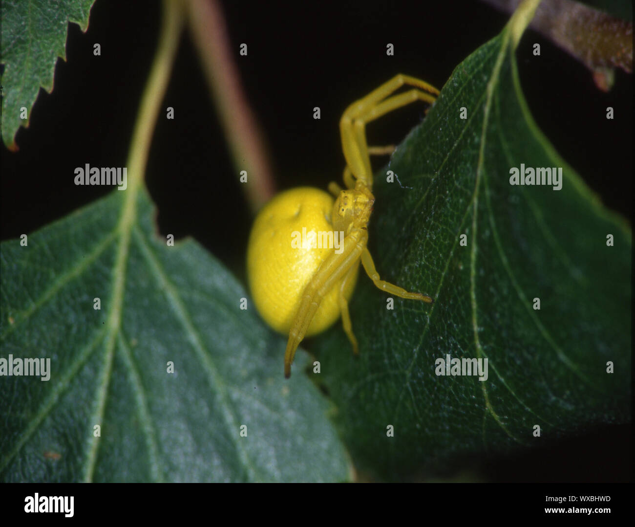 yellow crab spider in lurking position on leaf Stock Photo - Alamy