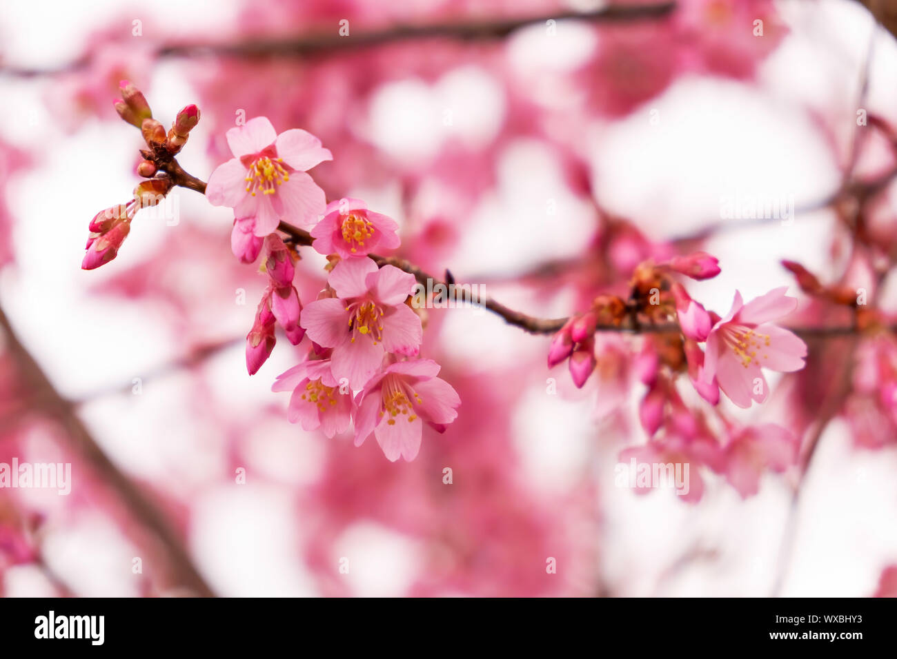 Cherry plum tree pink blossom flowers on blurred background Stock Photo ...