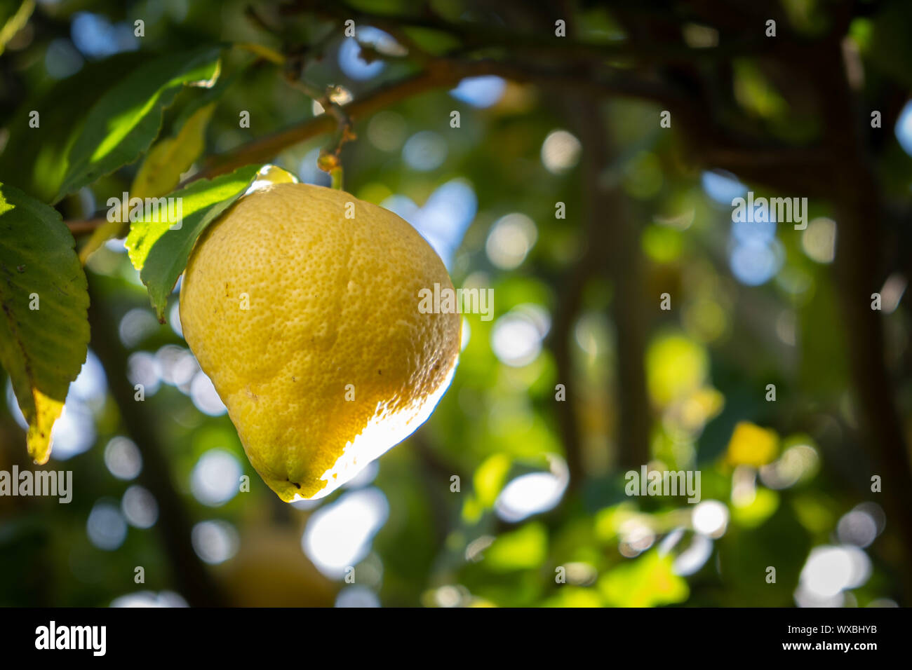 Triangular shaped lemon hanging on tree branch on blurred background ...