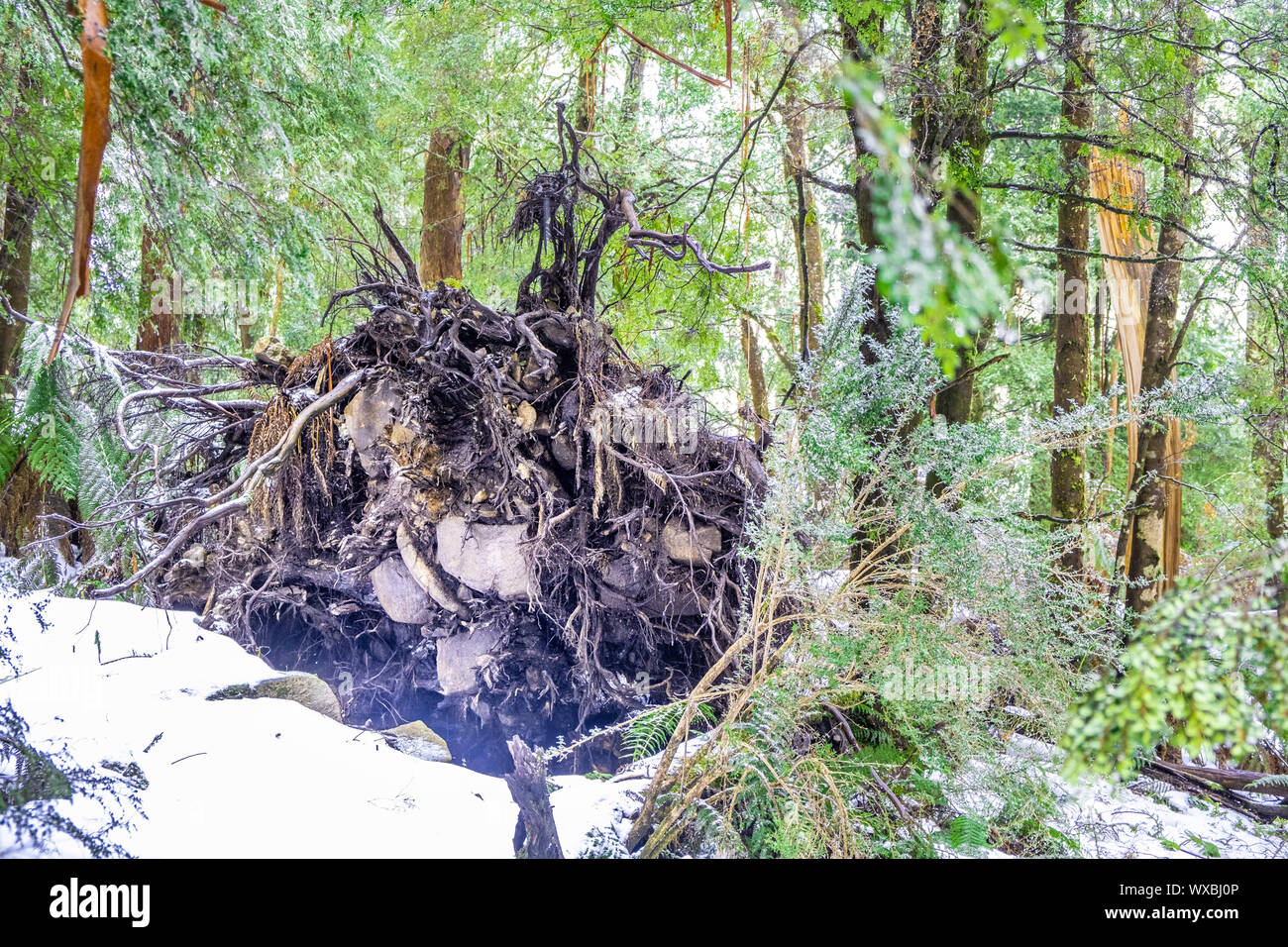 Huge root system of fallen gum tree in eucalyptus forest covered in ...
