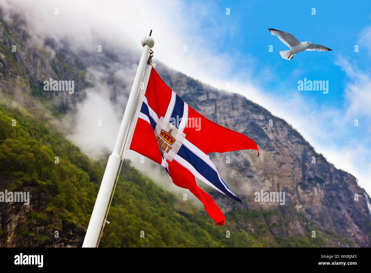 Norway flag and seagull bird Stock Photo - Alamy