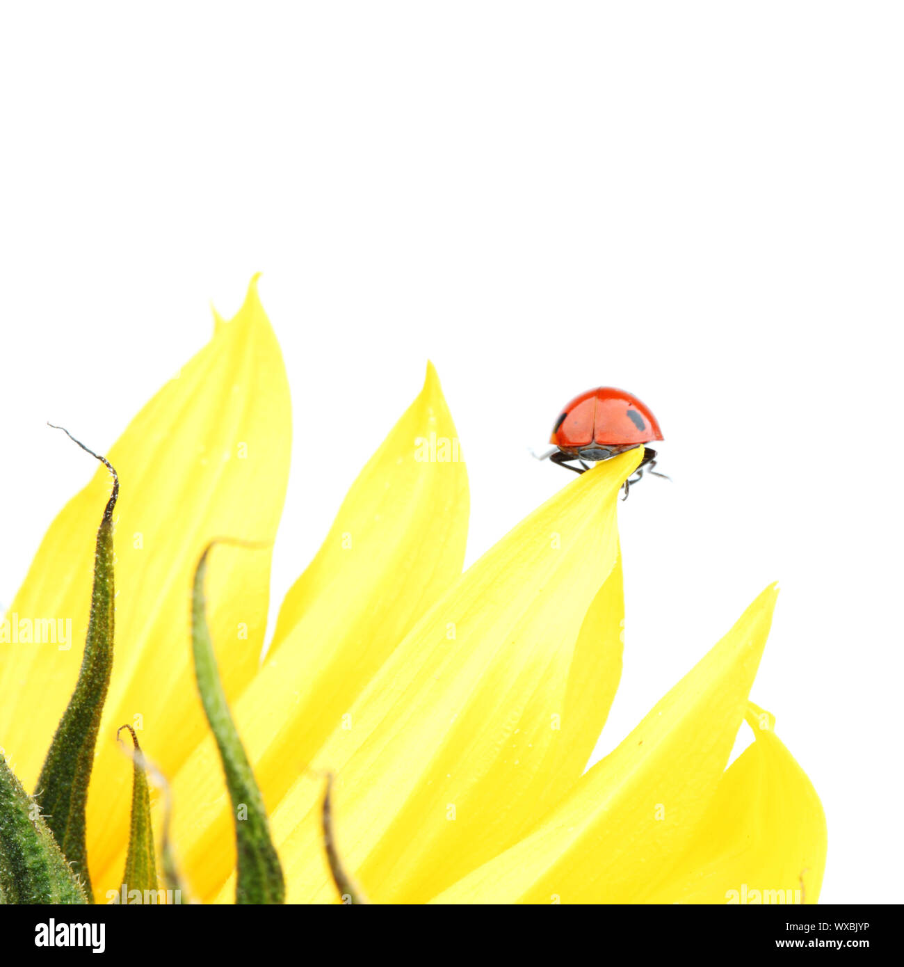 ladybug on sunflower isolated white background Stock Photo - Alamy