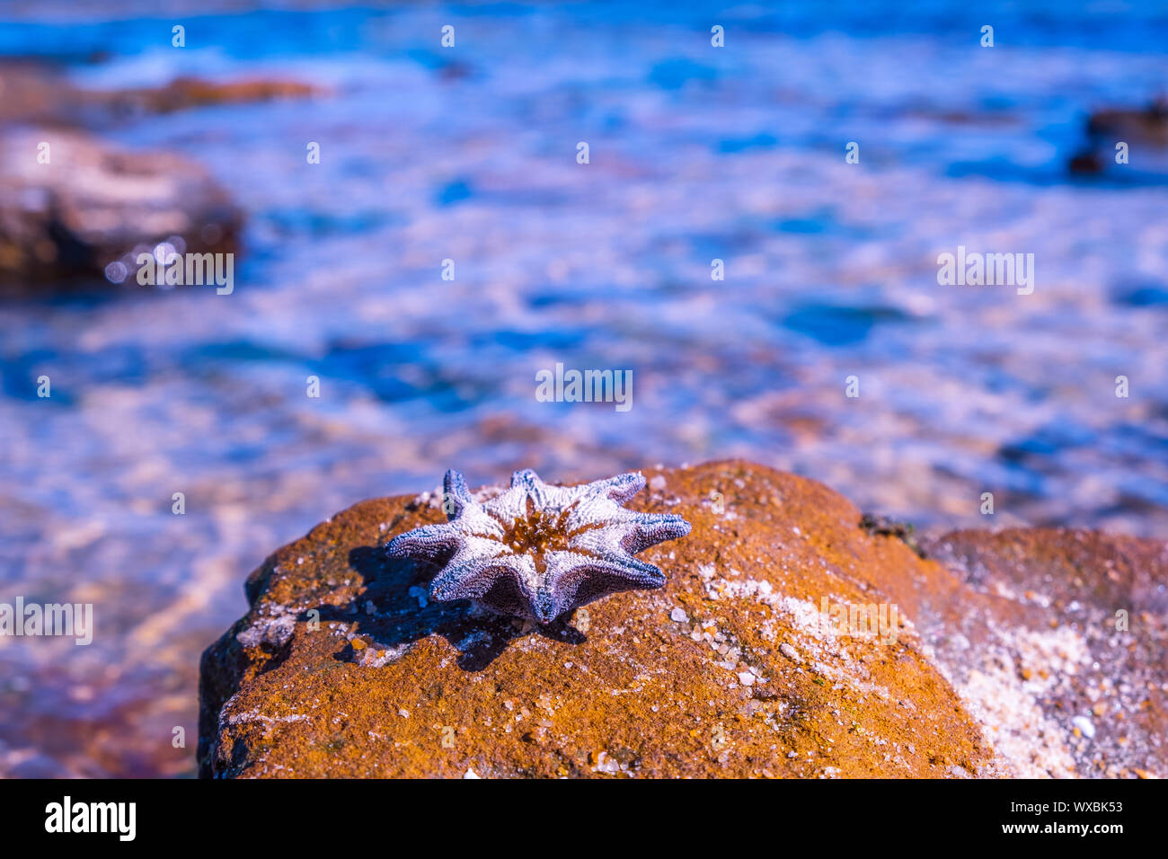 Starfish on a rock hi-res stock photography and images - Alamy