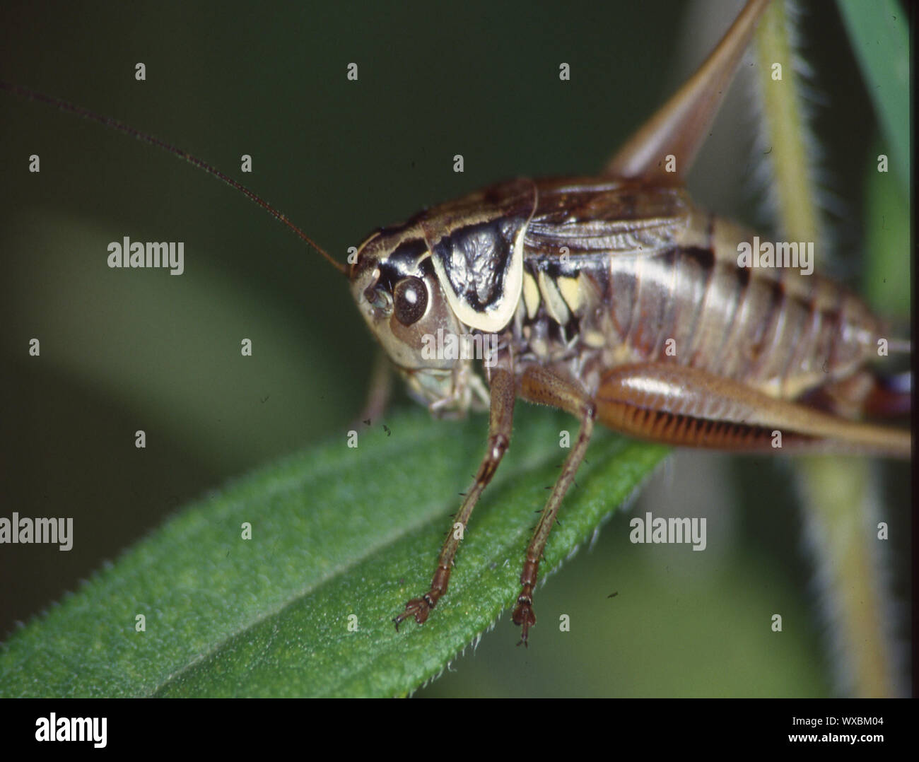 Chirping insects hi-res stock photography and images - Alamy