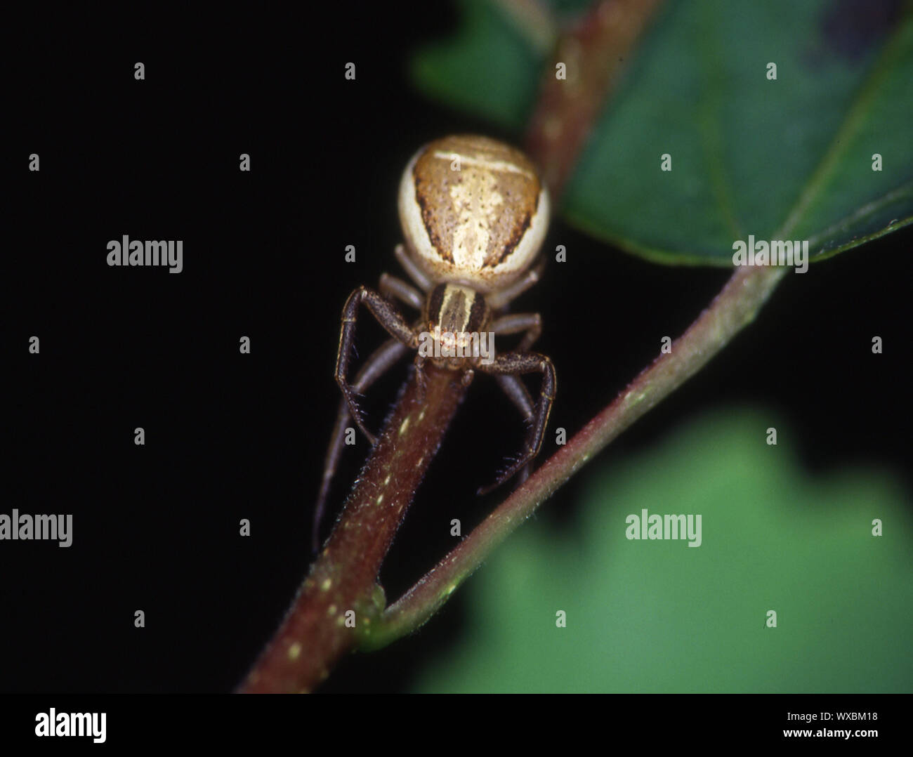 Spider eating plant hi-res stock photography and images - Alamy