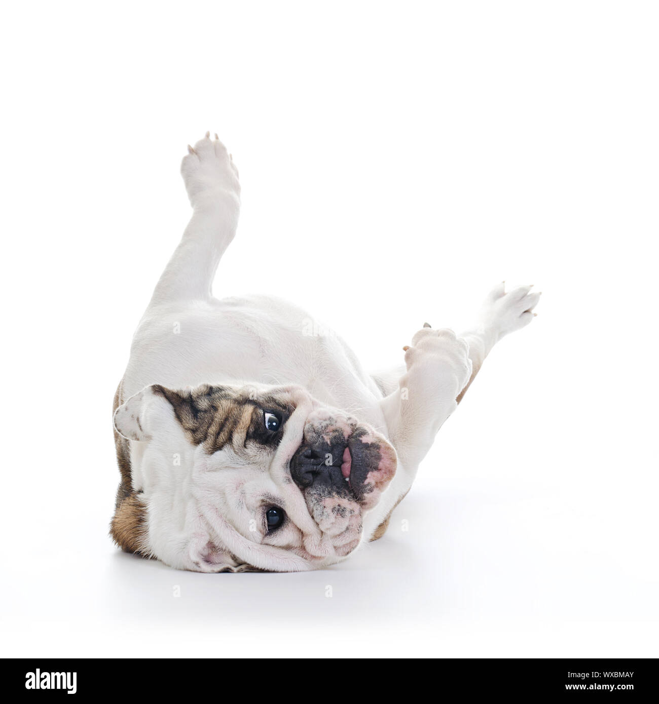 English bulldog rolling over floor, laying upside down, high key Stock ...