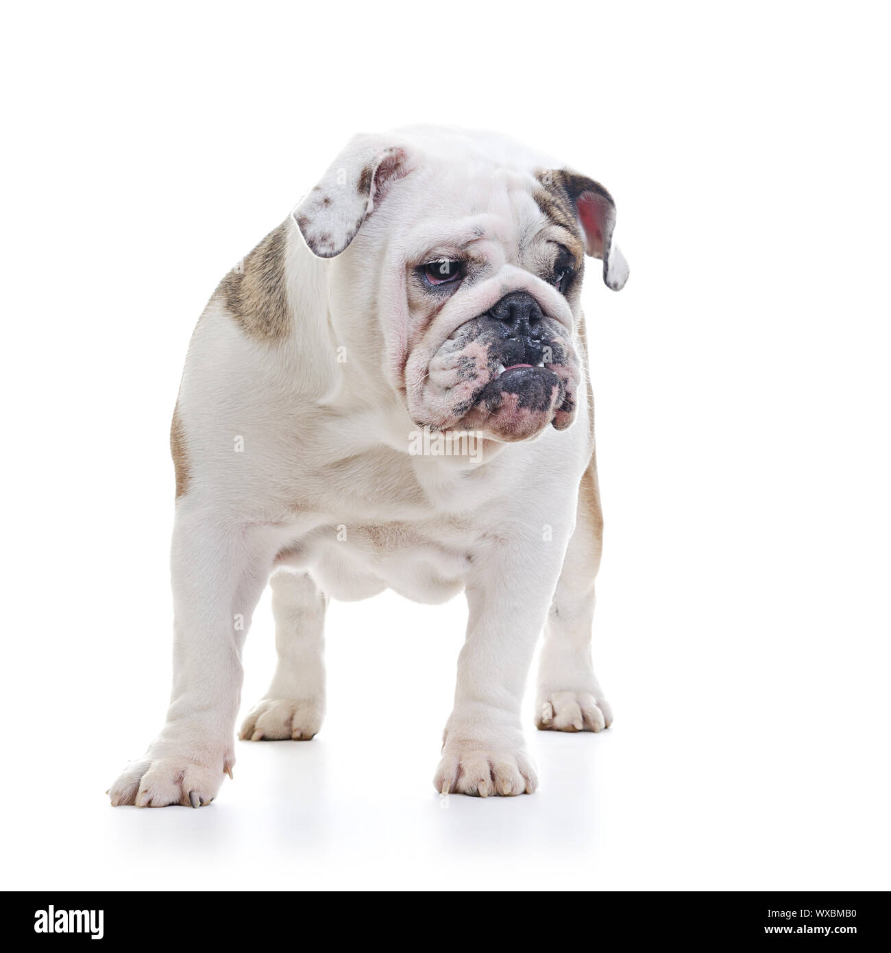 English Bulldog standing and looking off camera, over white background ...