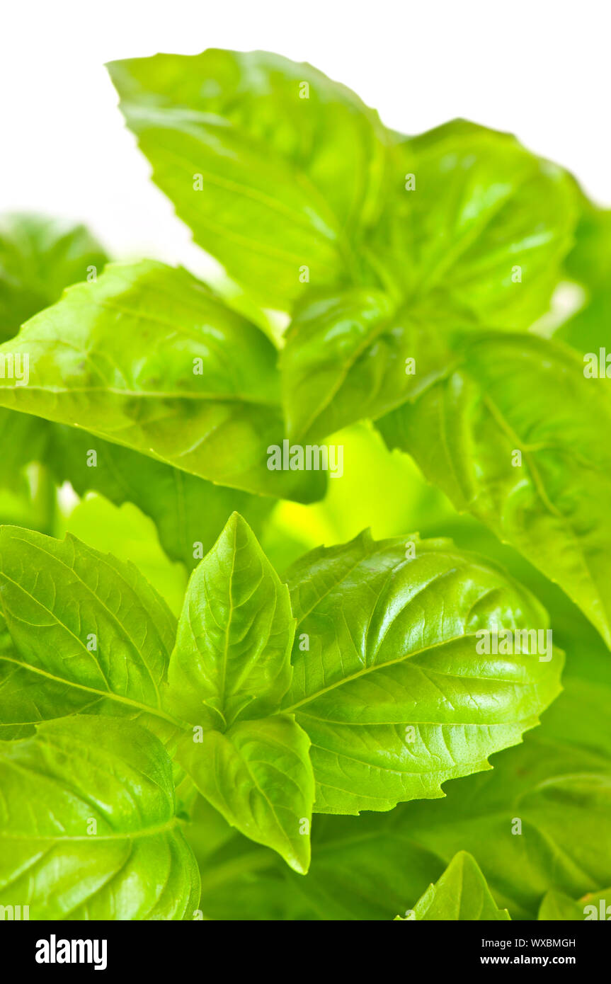 Fresh green basil close up isolated on white background Stock Photo - Alamy