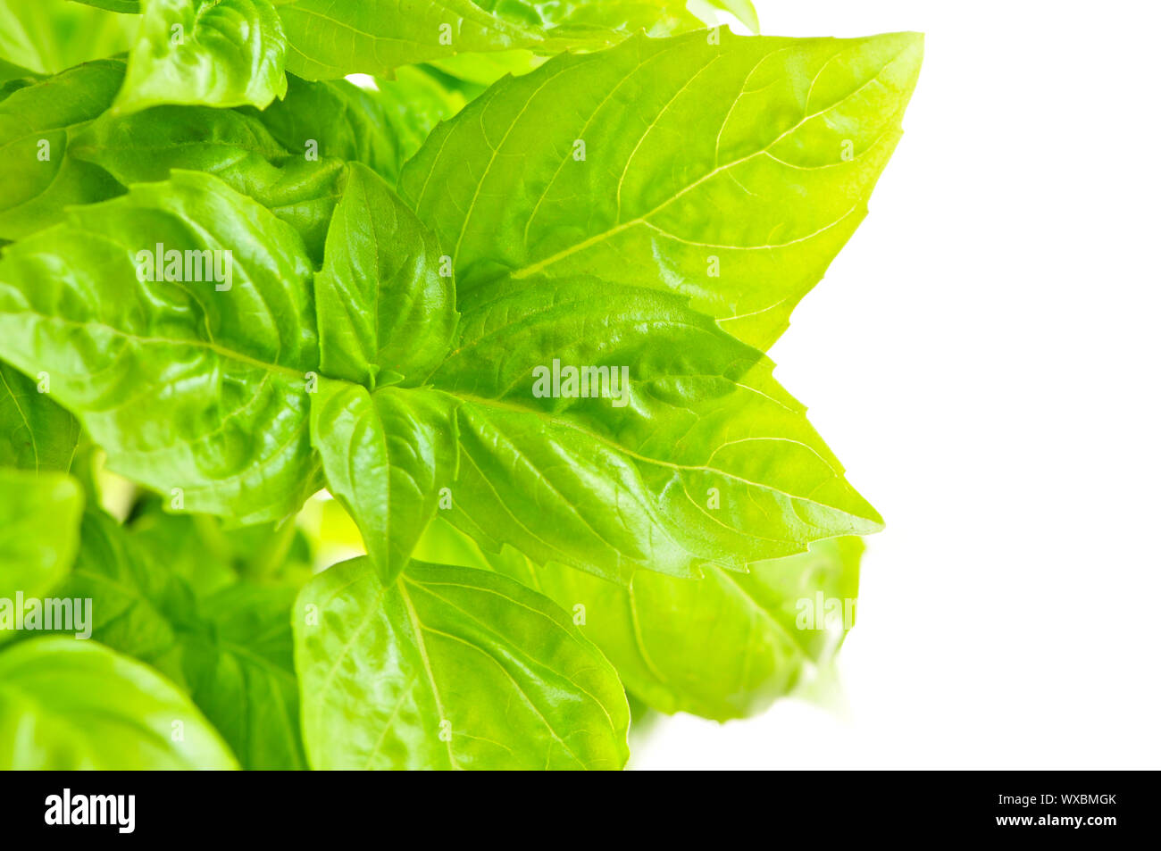Fresh green basil close up isolated on white background Stock Photo - Alamy