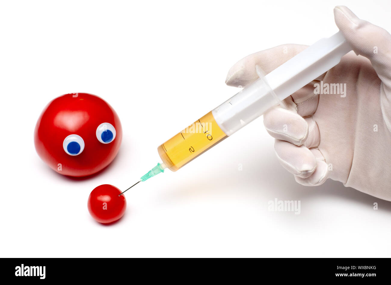 Genetic modification humorous concept with one tomato looking at ...