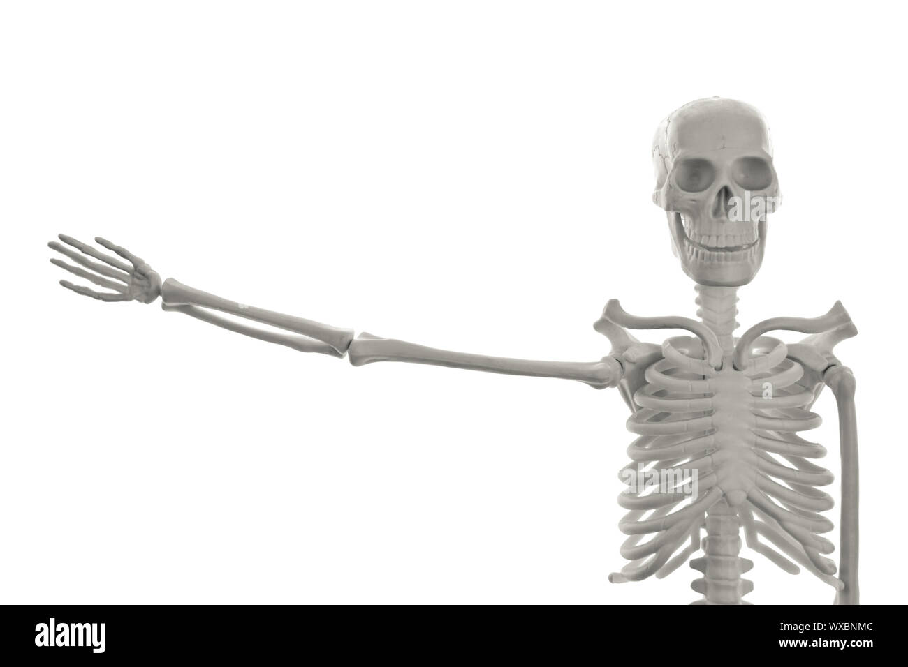 Plastic human skeleton model with outstretched hand on white background ...
