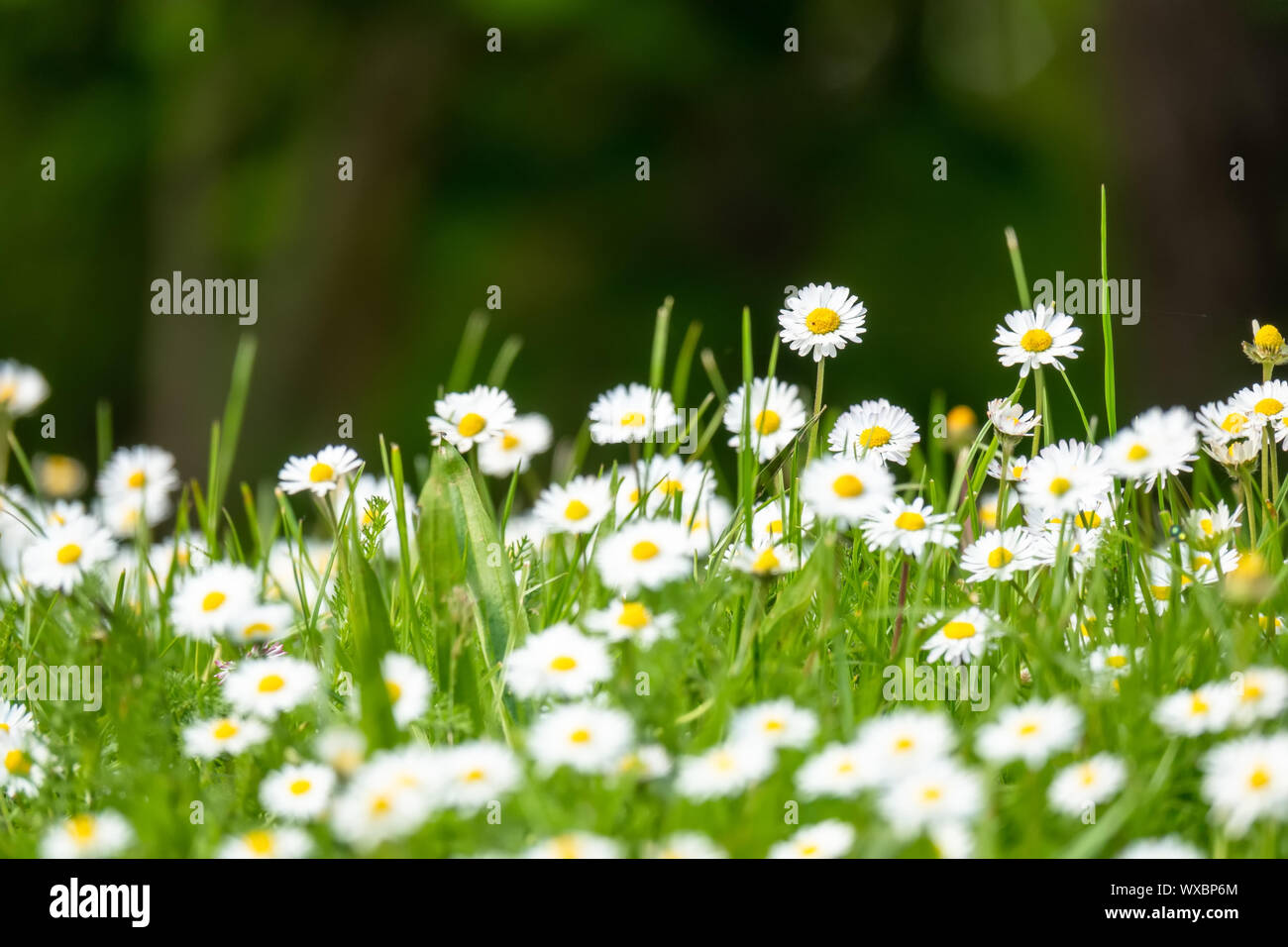 daisy flowers meadow background Stock Photo - Alamy