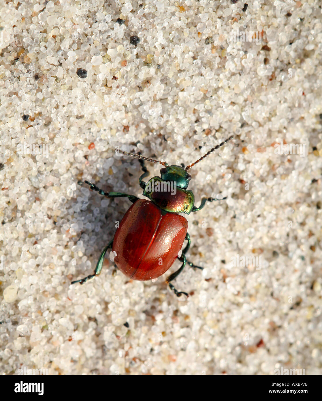 beatle on sand Stock Photo - Alamy
