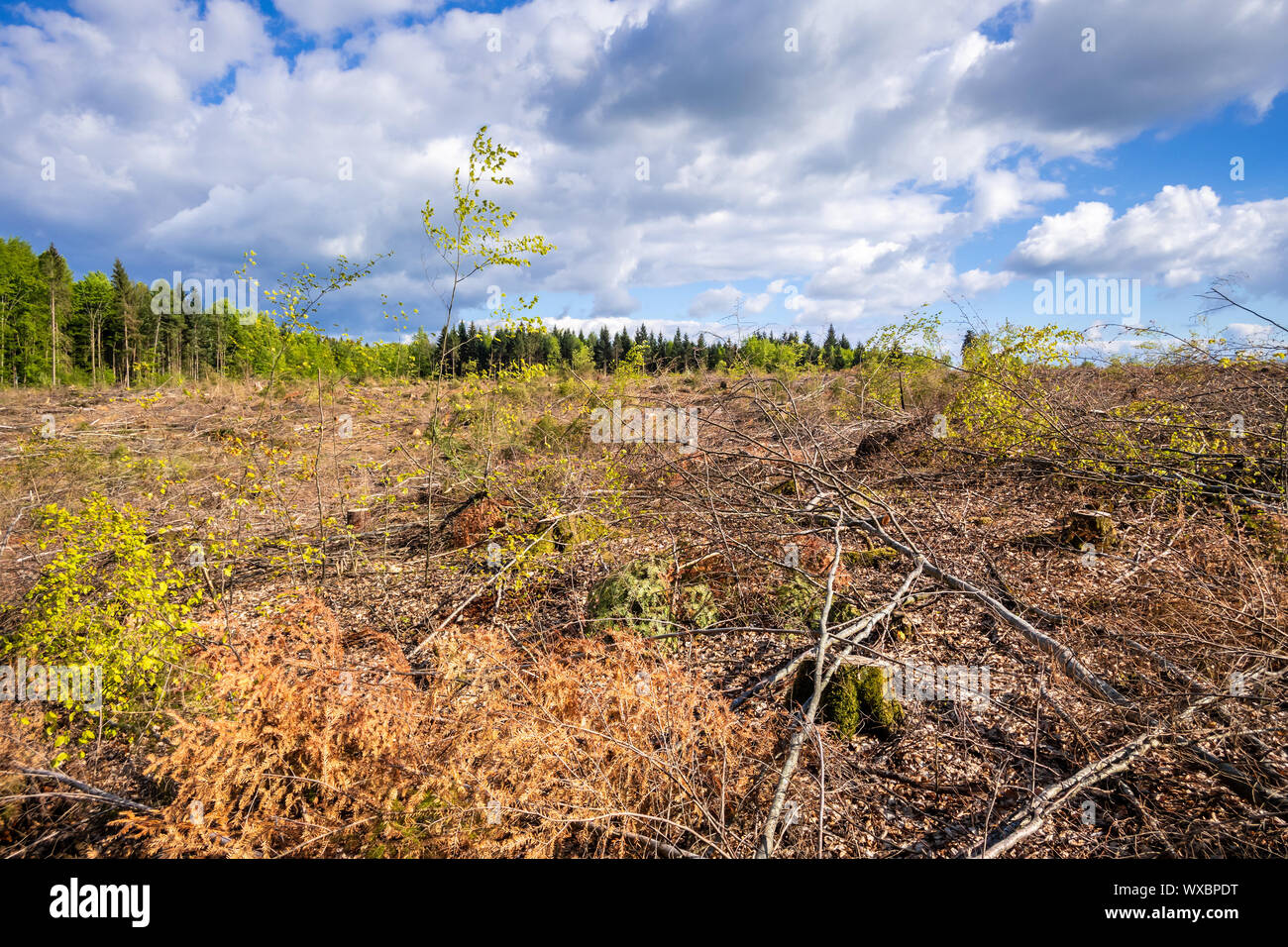 cleared forest outdoor scenery south Germany Stock Photo - Alamy