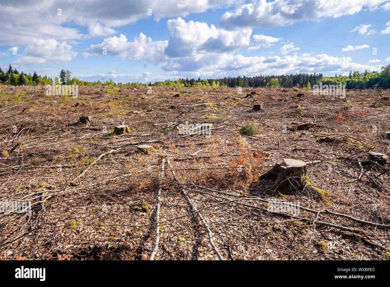 cleared forest outdoor scenery south Germany Stock Photo - Alamy