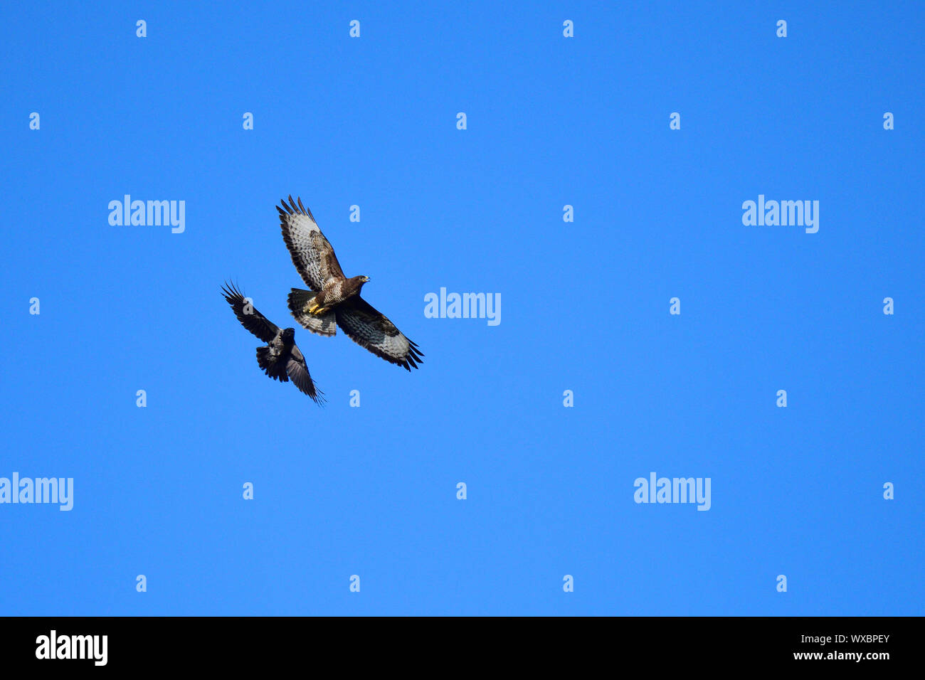 Crow fight flight hi-res stock photography and images - Alamy
