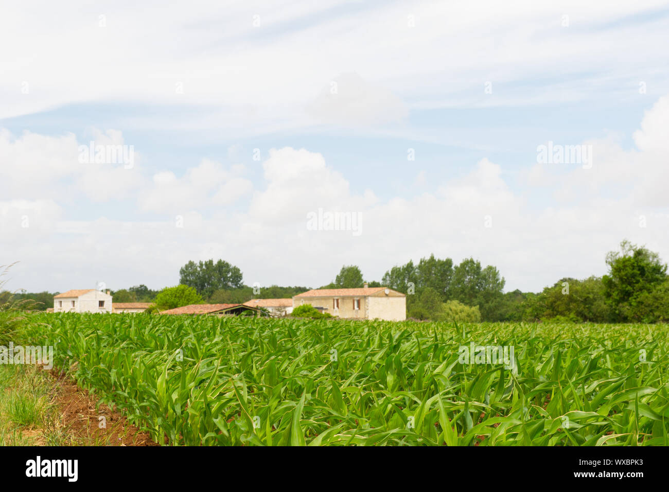 Landscape in French Charente with farmhouse and maize in the fields ...
