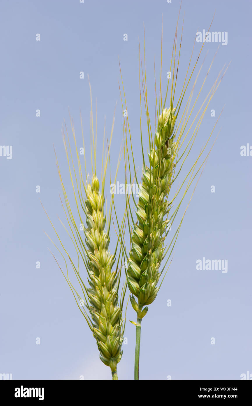 Fields with ripe rye Stock Photo - Alamy
