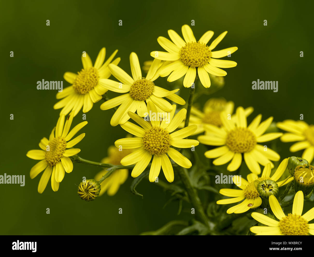 Jakob flower hi-res stock photography and images - Alamy